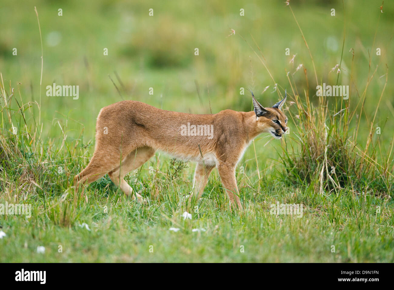 Caracal hi-res stock photography and images - Alamy