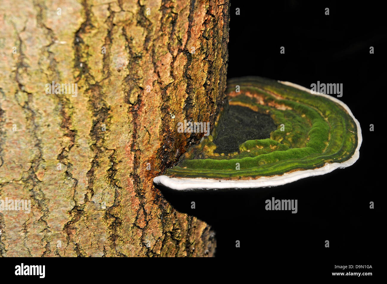 Bracket fungus, Bracket fungus Stock Photo - Alamy