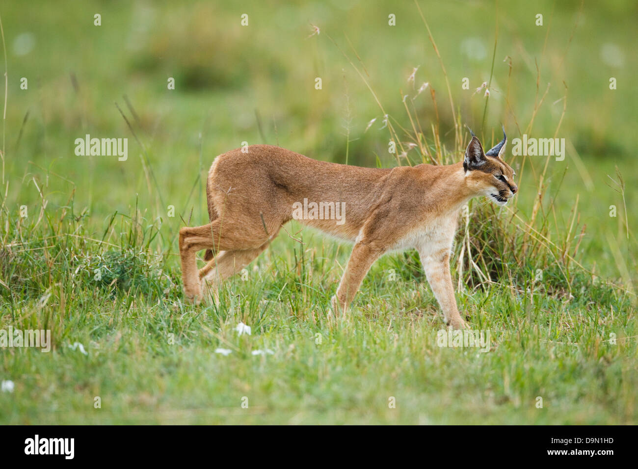 Caracal stalking prey hi-res stock photography and images - Alamy