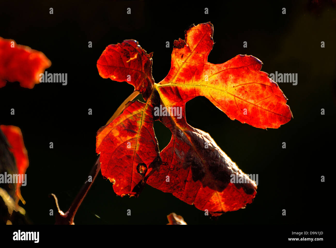 Red Vine leaf Stock Photo - Alamy