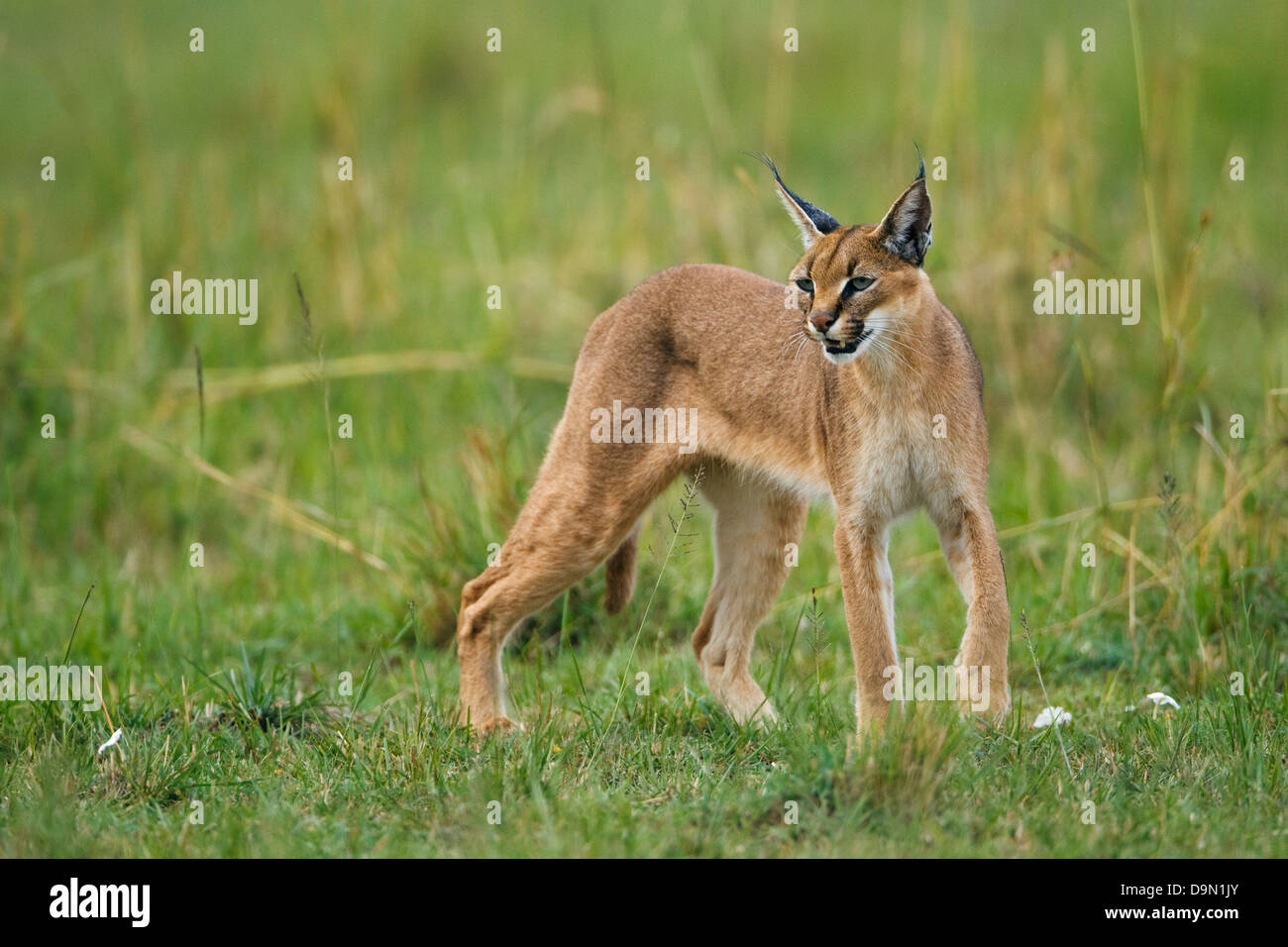 Caracal hi-res stock photography and images - Alamy