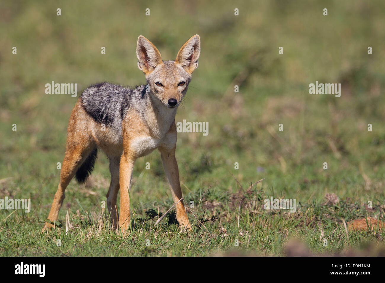 Jackal kill hi-res stock photography and images - Alamy