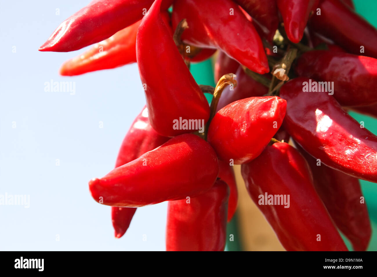 Heap Of Ripe Big Red Peppers Stock Photo - Alamy
