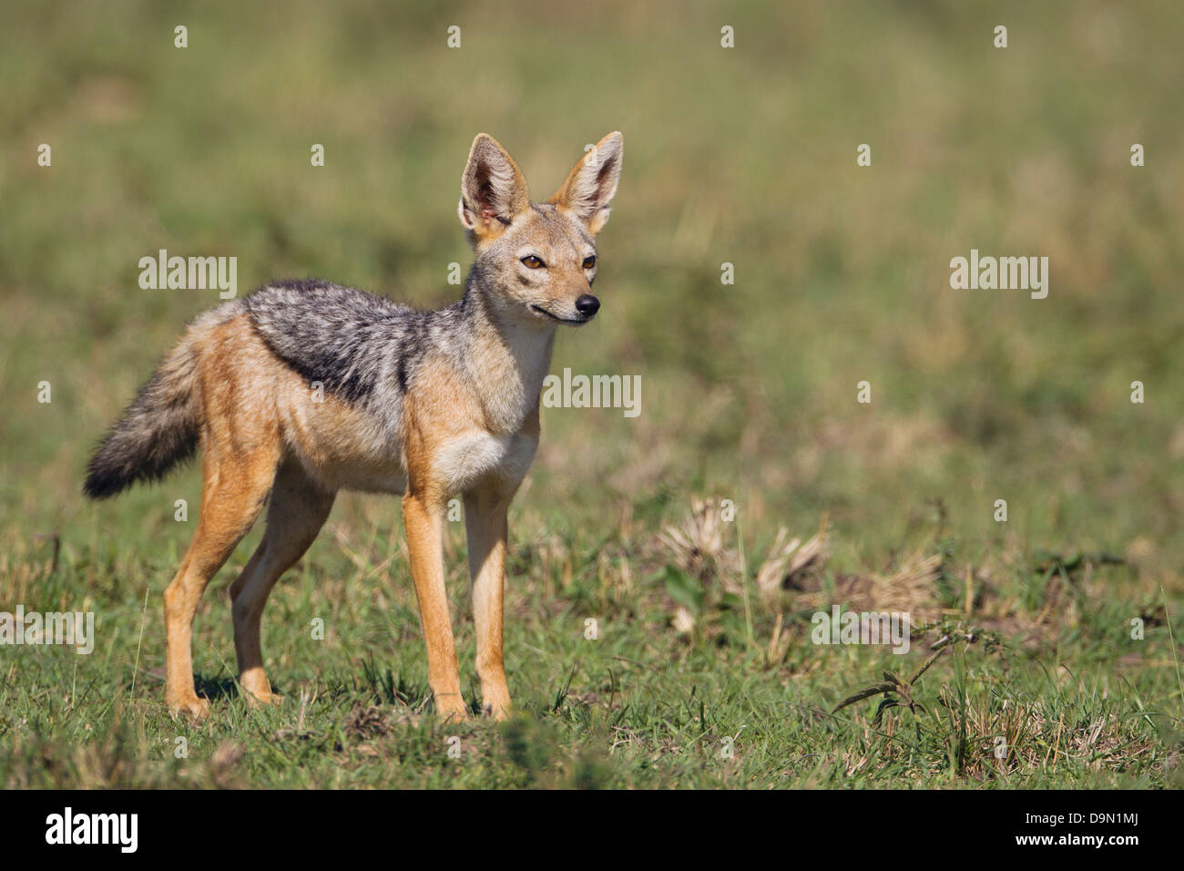 Jackal kill hi-res stock photography and images - Alamy