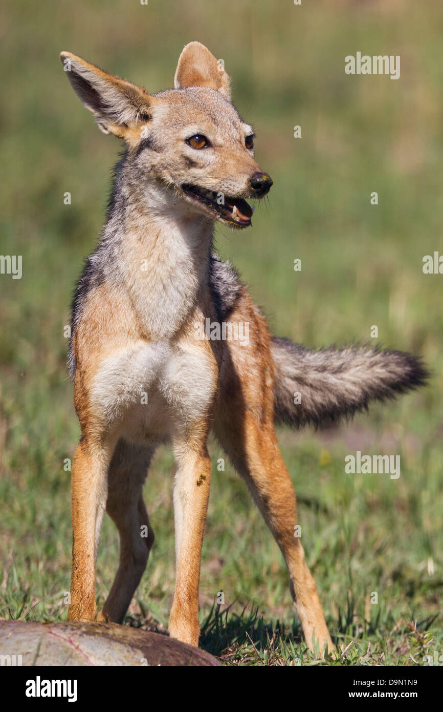 Jackal picture hi-res stock photography and images - Alamy