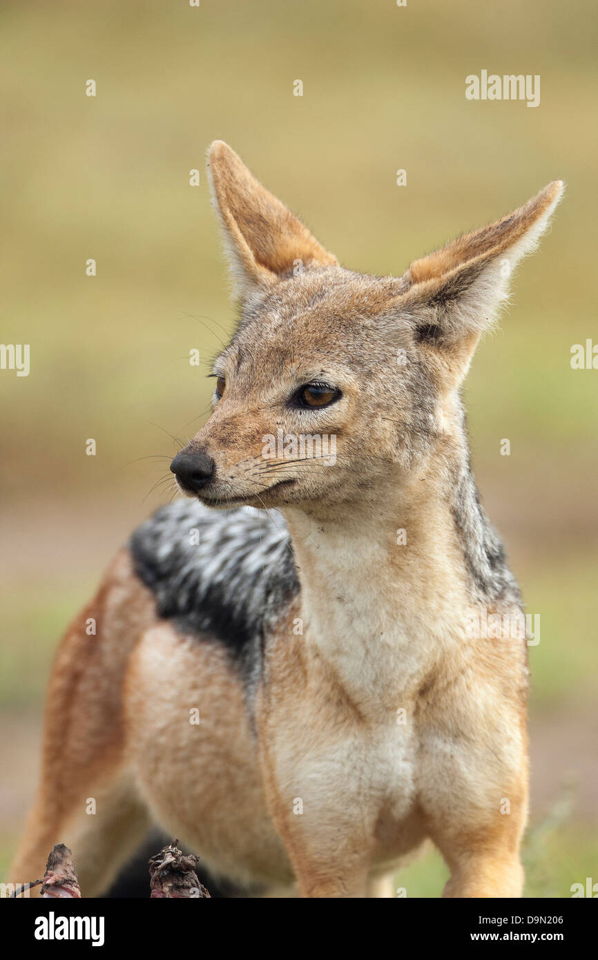 Portrait picture jackal hi-res stock photography and images - Alamy