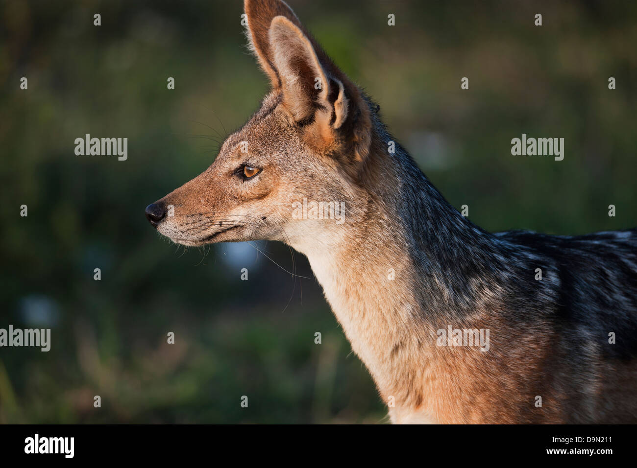 Jackal close up portrait in the early morning light, Serengeti ...