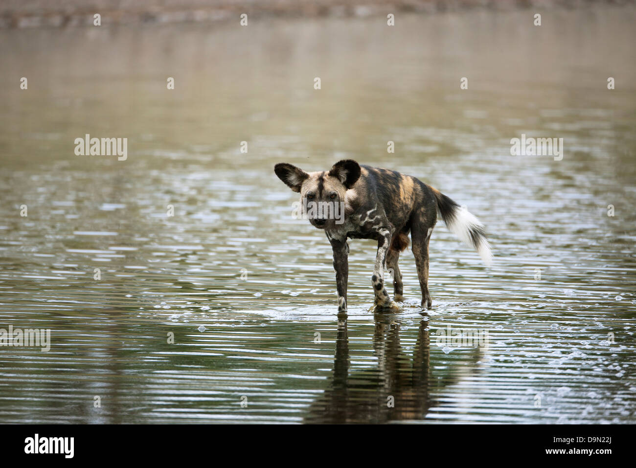 Rare african wild dog at Lake Masek, Serengeti, Tanzania Stock Photo ...