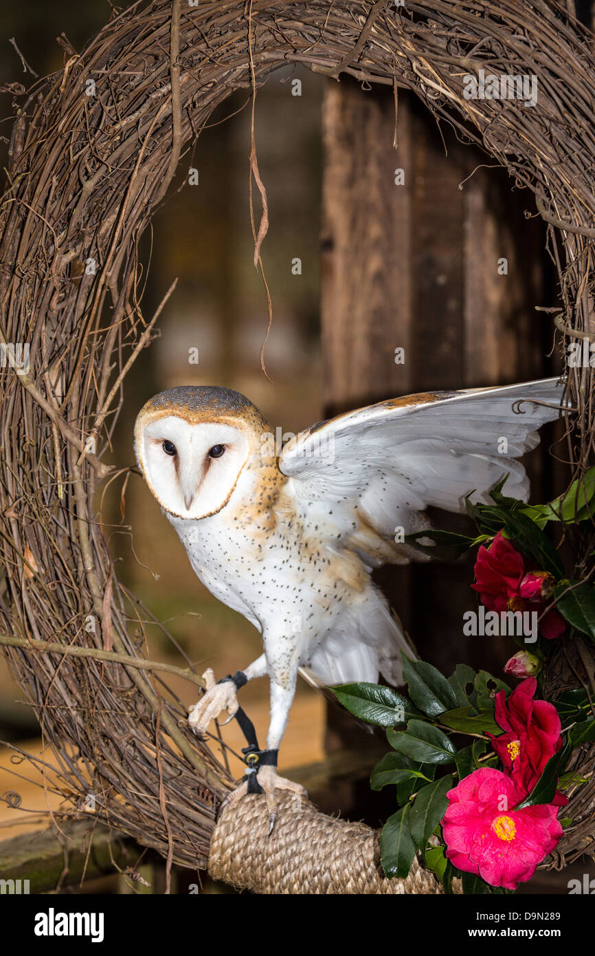 A Barn Owl poses for the camera at the Carolina Raptor Center ...