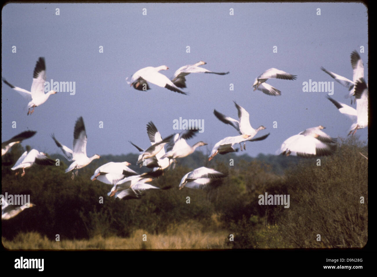 Assateague Island National Seashore is known for its wild horses, salt ...