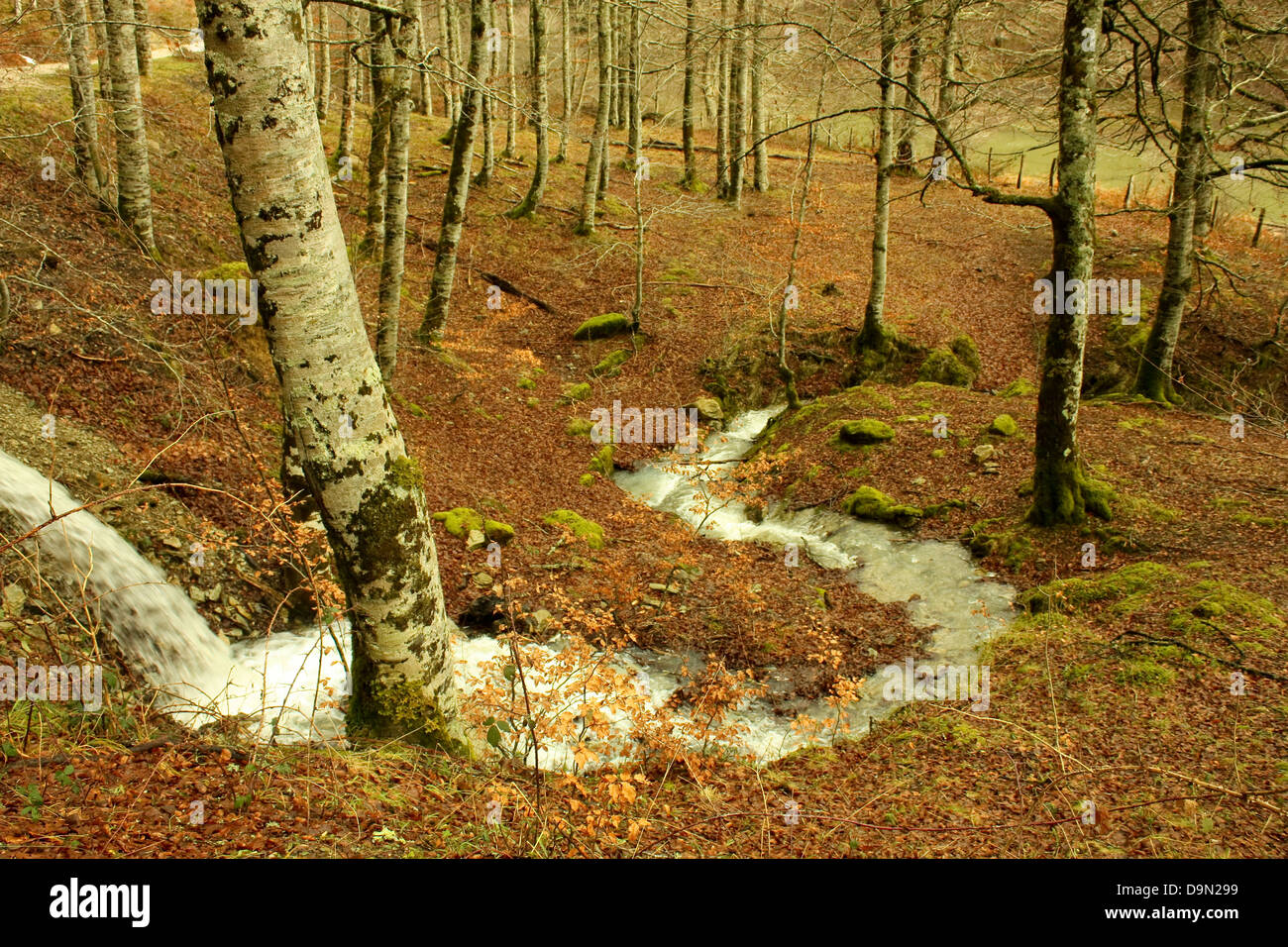 Jungle irati hi-res stock photography and images - Alamy