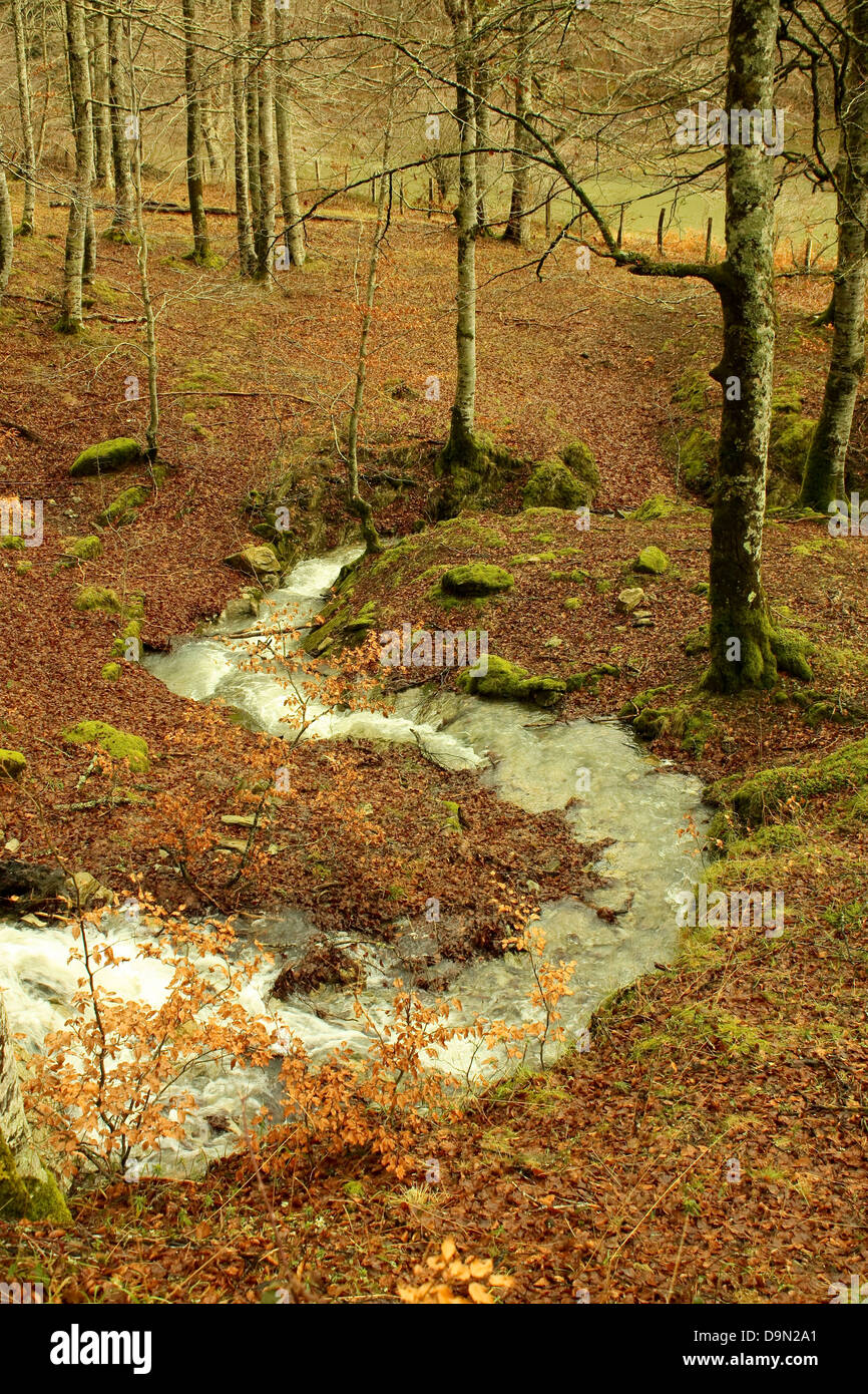 Jungle irati hi-res stock photography and images - Alamy