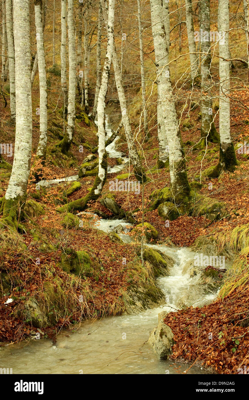 Irati jungle hi-res stock photography and images - Alamy