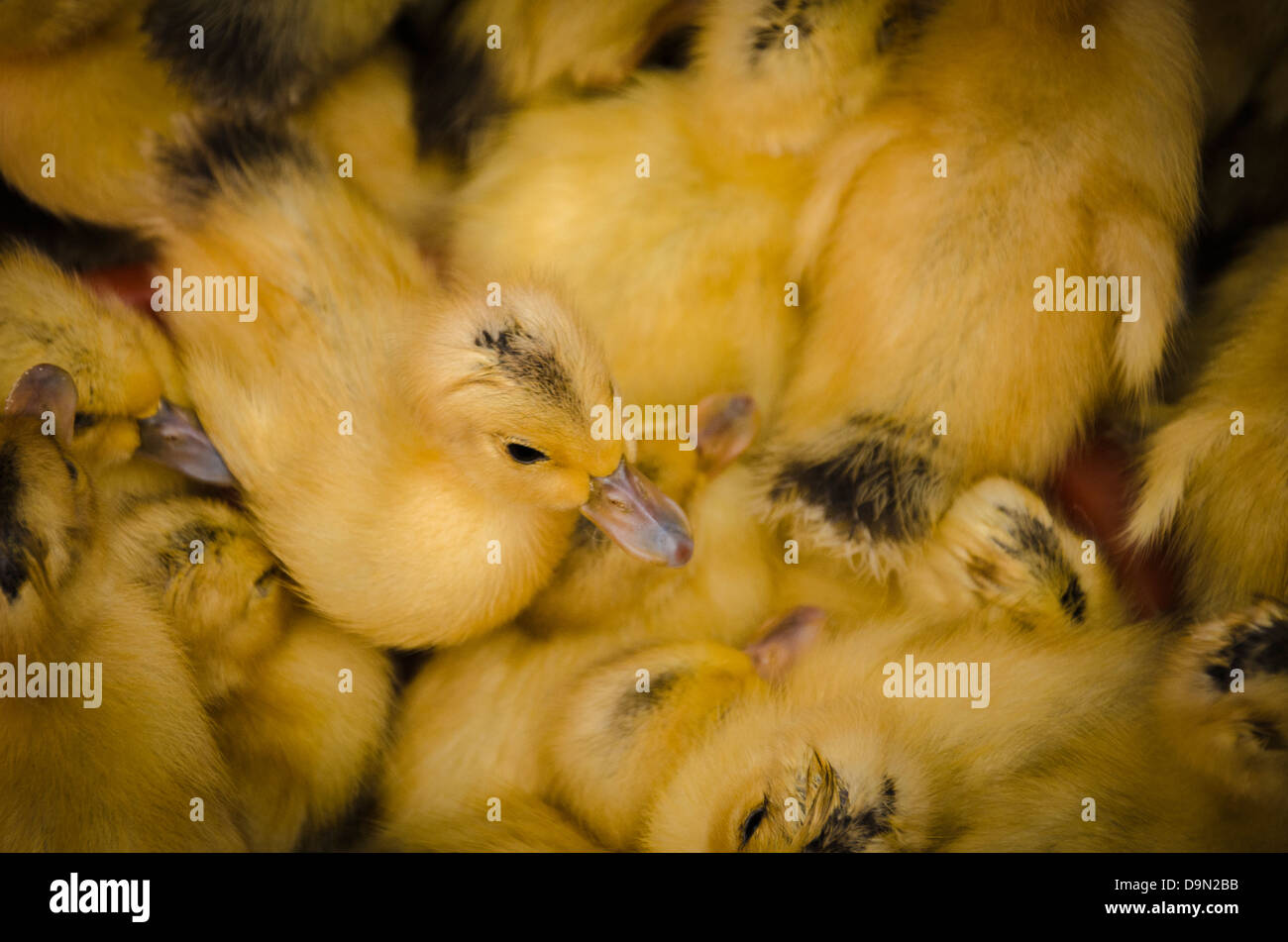 A brood of ducklings hi-res stock photography and images - Alamy