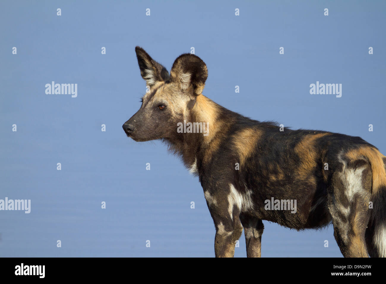 Closeup of african wild dog hi-res stock photography and images - Alamy