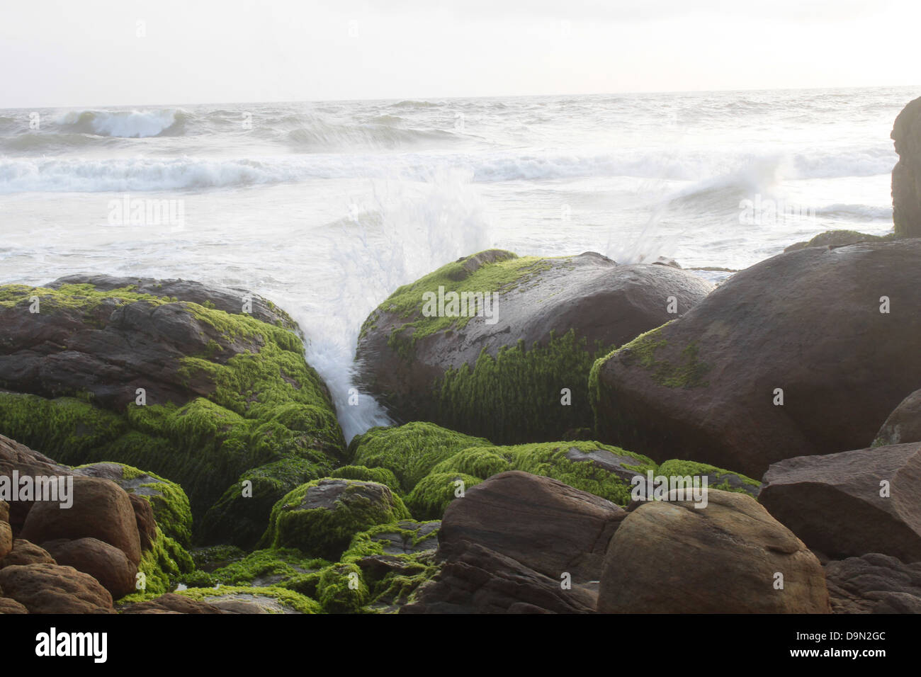 Kerala algae sea beach hi-res stock photography and images - Alamy