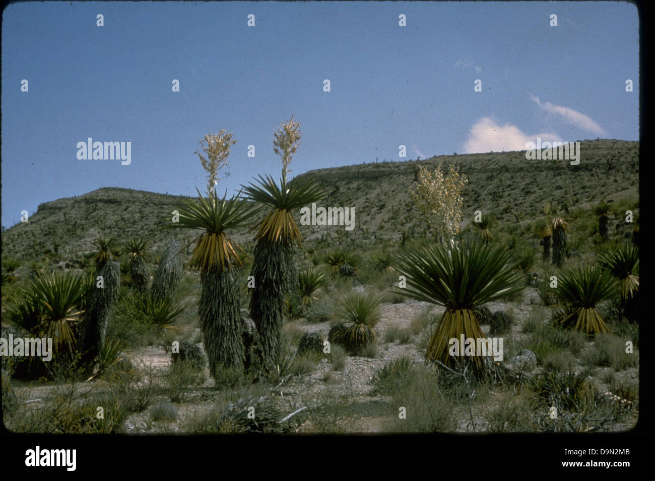 Big Bend National Park, located in Texas, features expansive desert ...