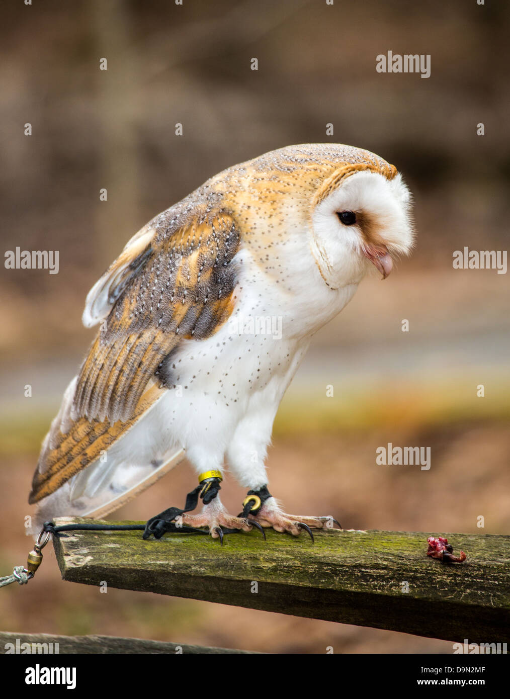 A Barn Owl poses for the camera at the Carolina Raptor Center ...