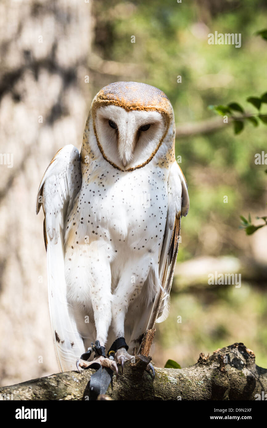A Barn Owl poses for the camera at the Carolina Raptor Center ...