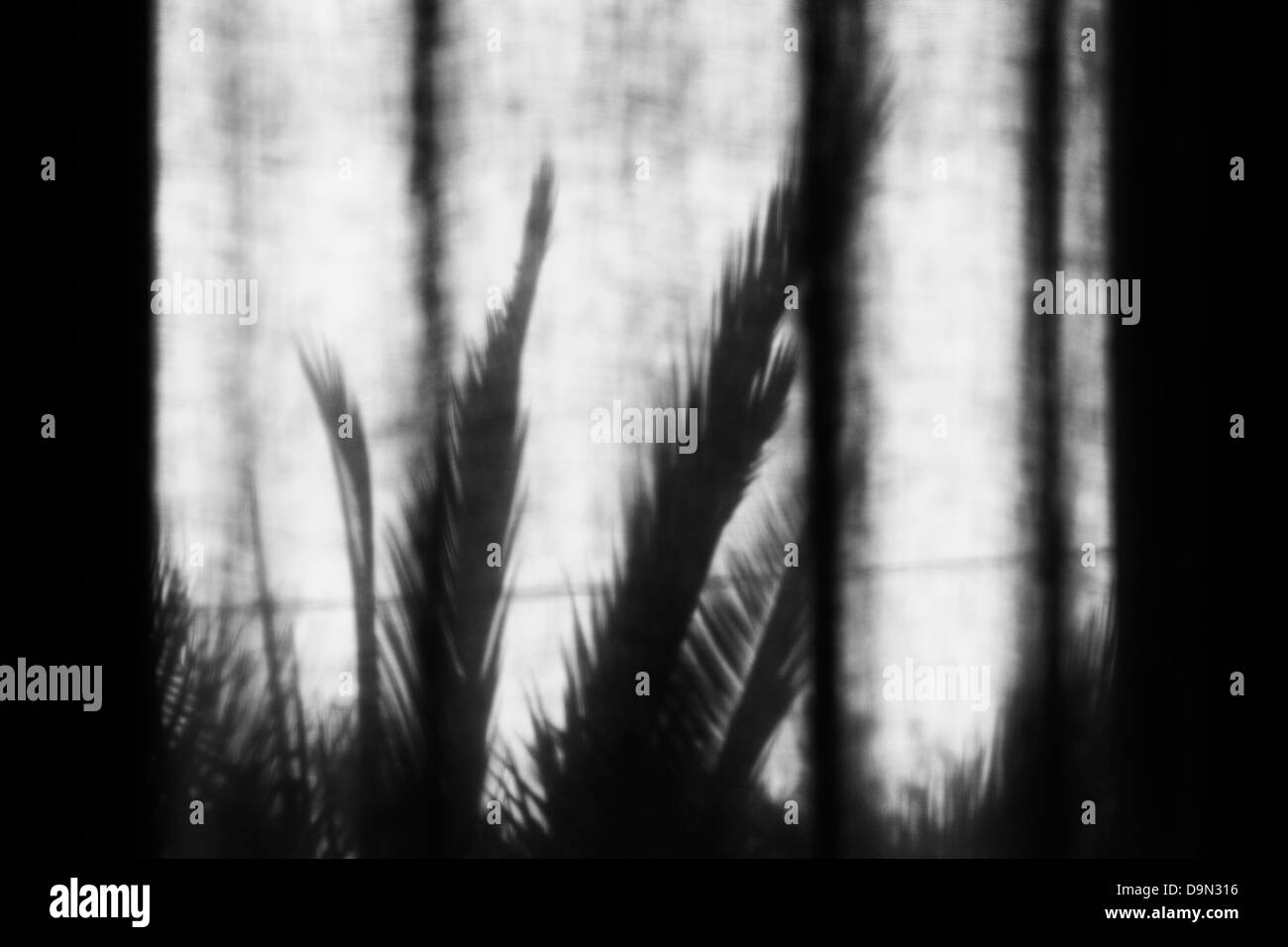 Tree behind window Black and White Stock Photos & Images - Alamy