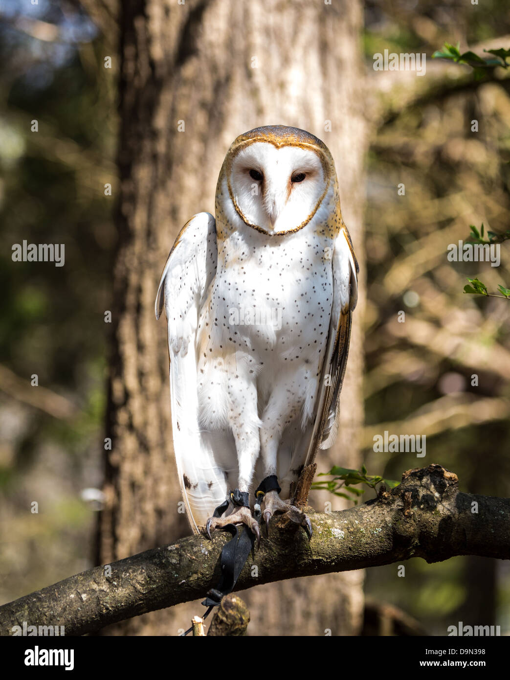 A Barn Owl poses for the camera at the Carolina Raptor Center ...