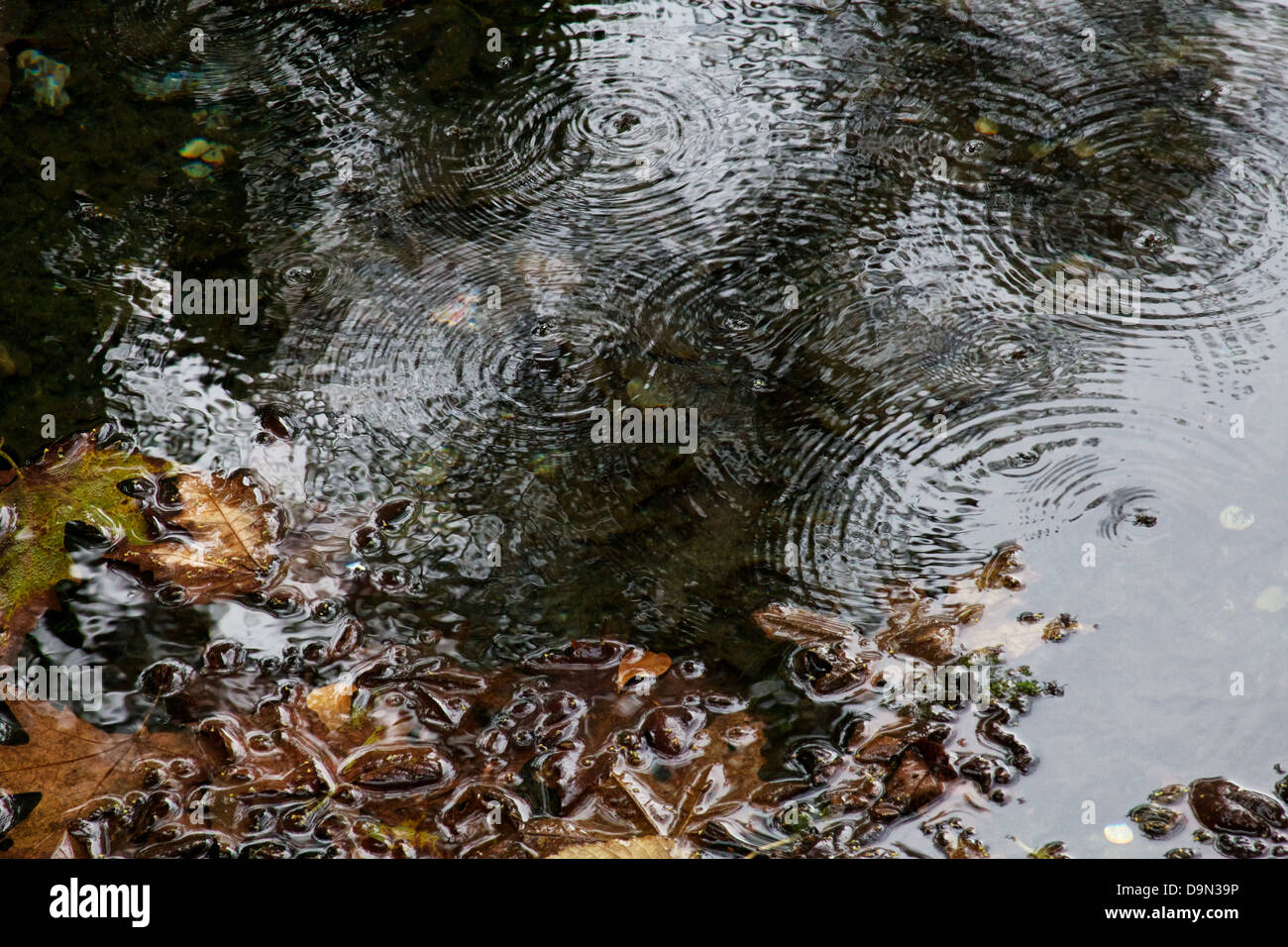 Surface of a pond, rippled, with fallen leaves Stock Photo - Alamy