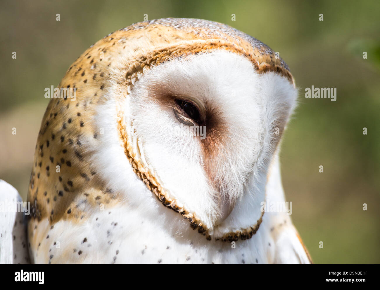 A Barn Owl poses for the camera at the Carolina Raptor Center ...