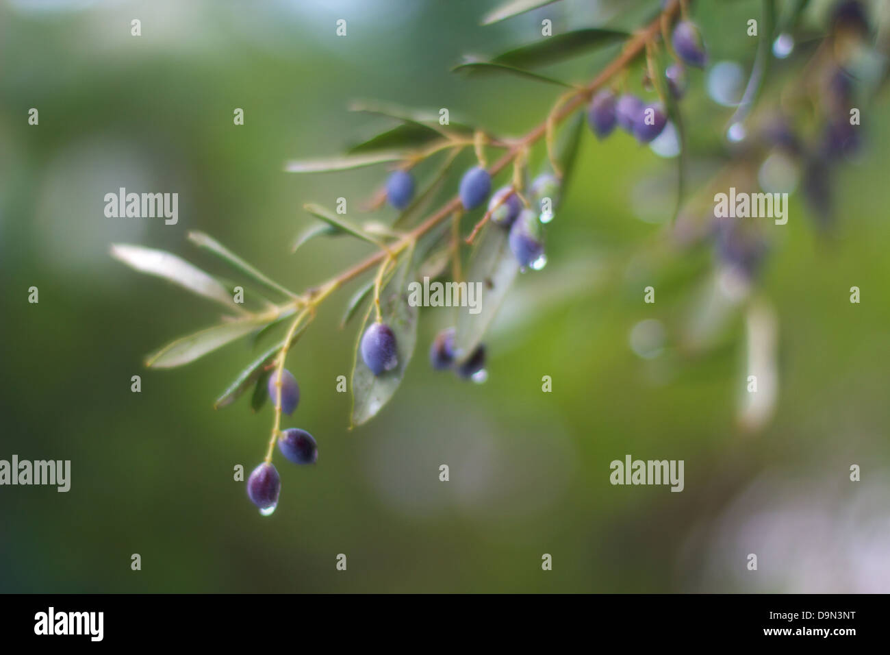 The branch of an olive tree after the first autumn rain Stock Photo - Alamy