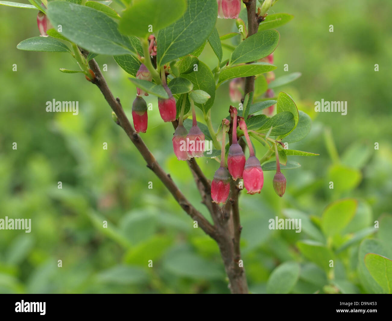 Bog bilberry, northern bilberry / Vaccinium uliginosum / Rauschbeeren ...