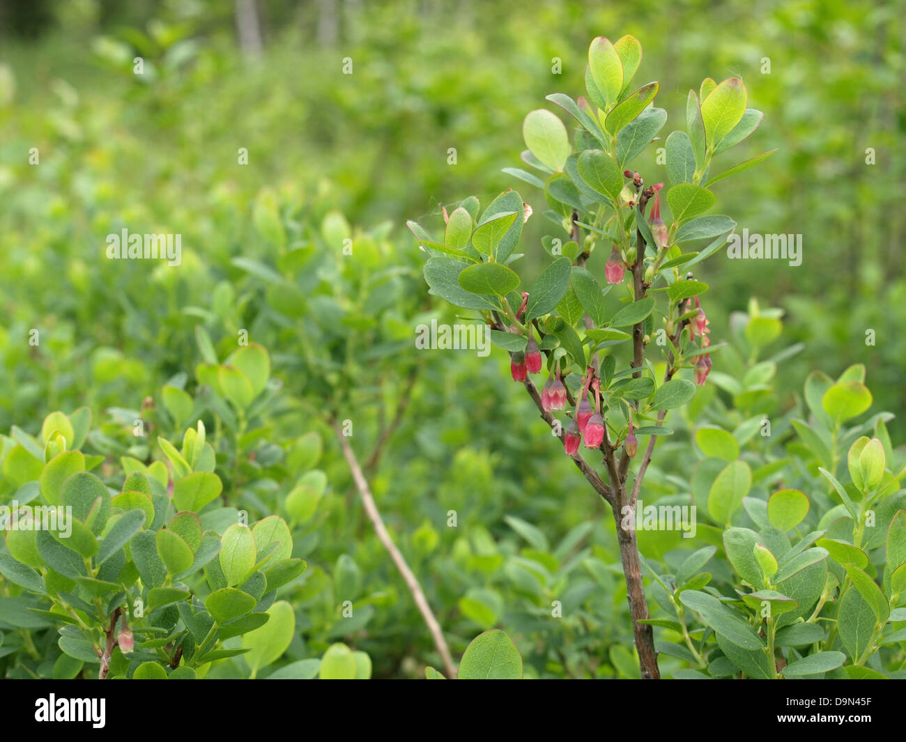 Bog bilberry, northern bilberry / Vaccinium uliginosum / Rauschbeeren ...