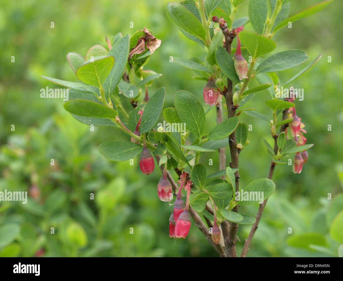 Moorbeere hi-res stock photography and images - Alamy