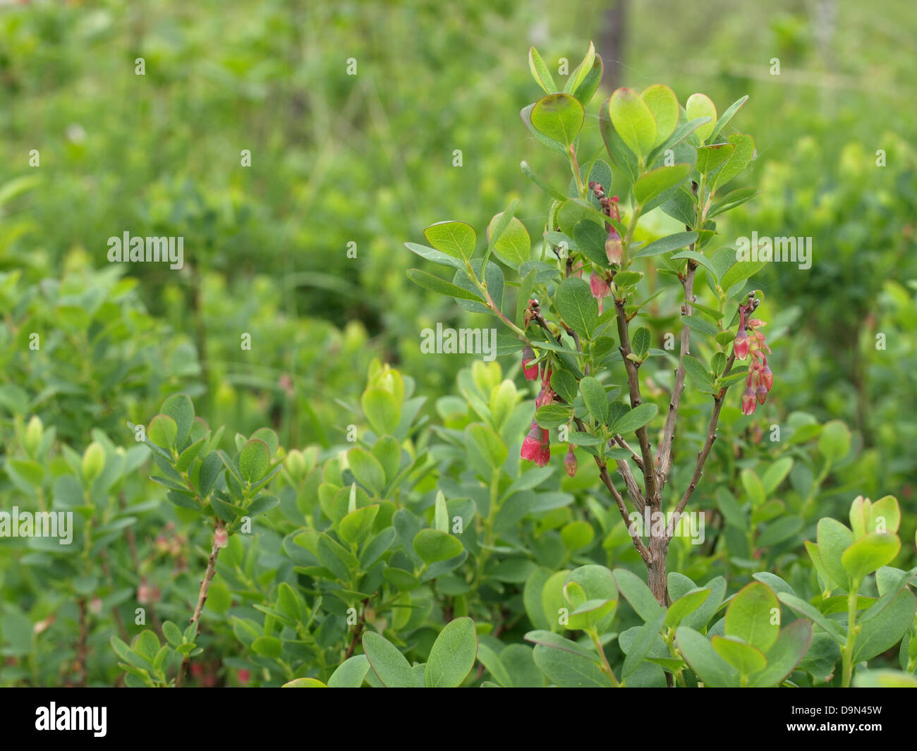 Moorbeere hi-res stock photography and images - Alamy