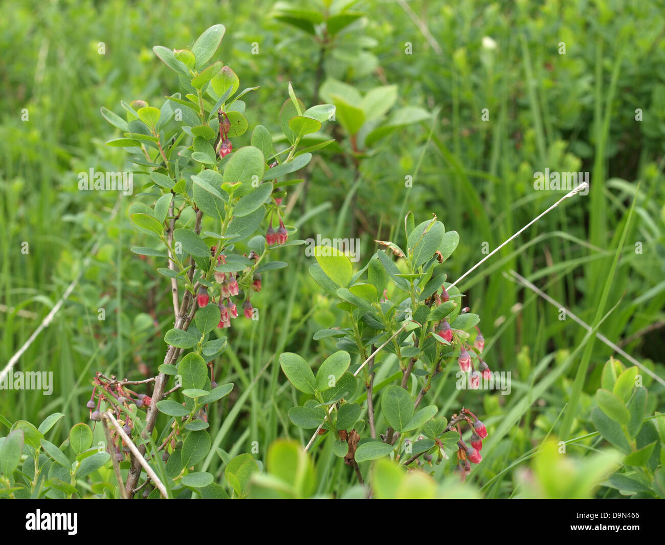 Moorbeere hi-res stock photography and images - Alamy