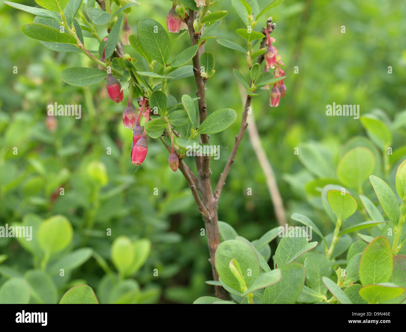 Bog bilberry, northern bilberry / Vaccinium uliginosum / Rauschbeeren ...
