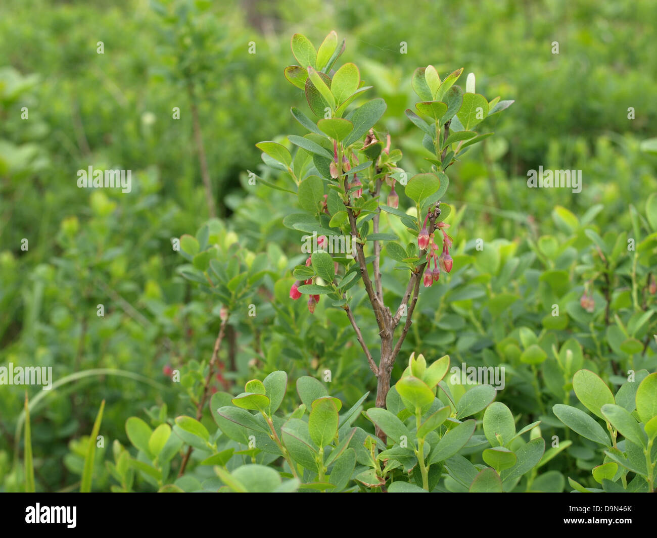 Bog bilberry, northern bilberry / Vaccinium uliginosum / Rauschbeeren ...