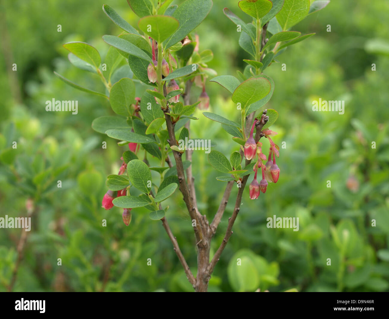 Bog bilberry, northern bilberry / Vaccinium uliginosum / Rauschbeeren ...