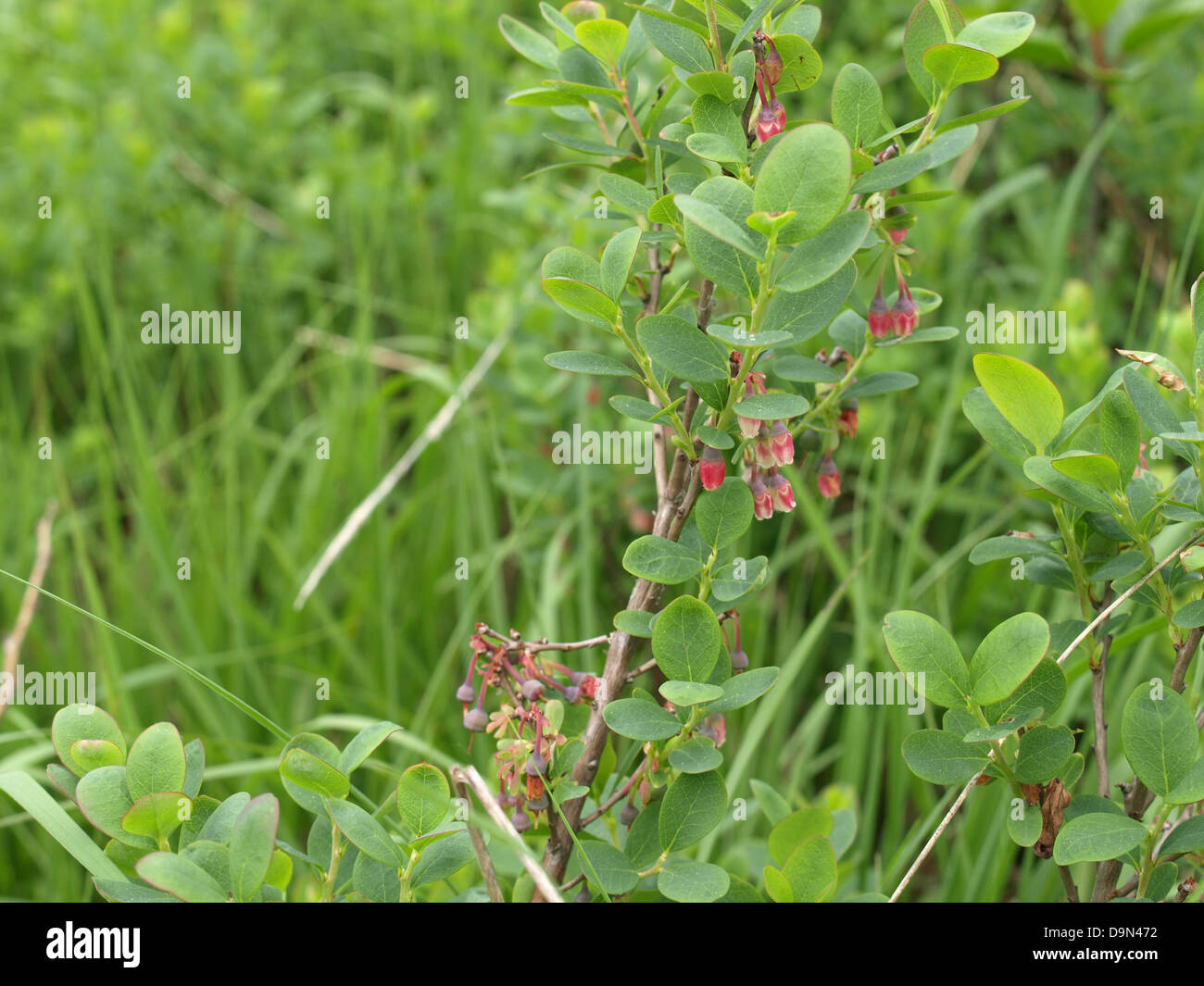 Moorbeere hi-res stock photography and images - Alamy