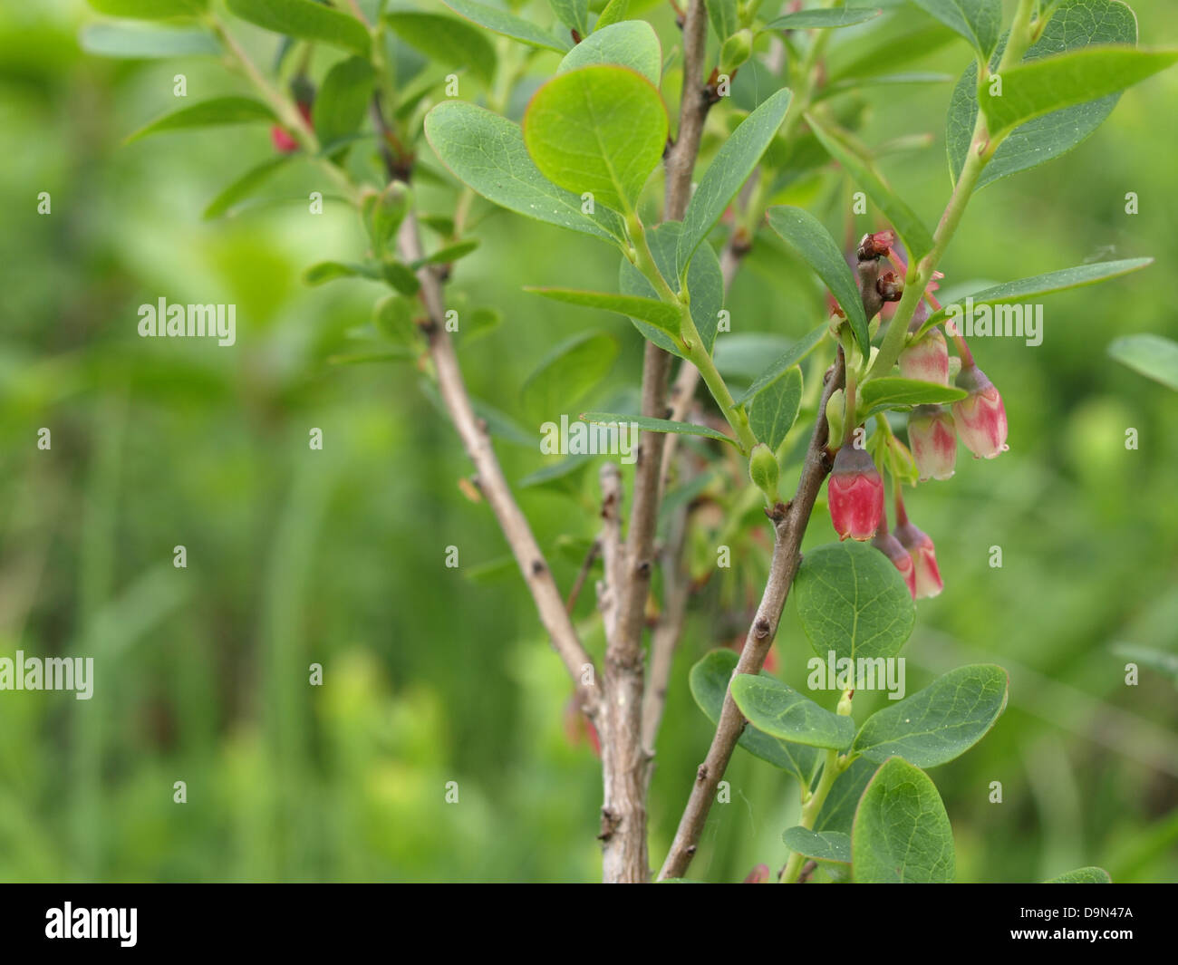 Rauschbeere hi-res stock photography and images - Alamy