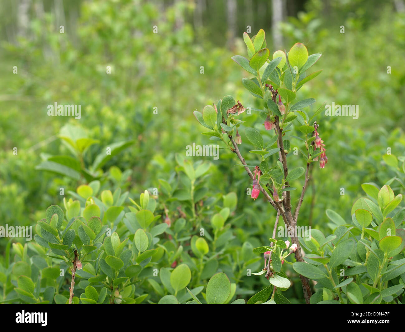 Bog bilberry, northern bilberry / Vaccinium uliginosum / Rauschbeeren ...