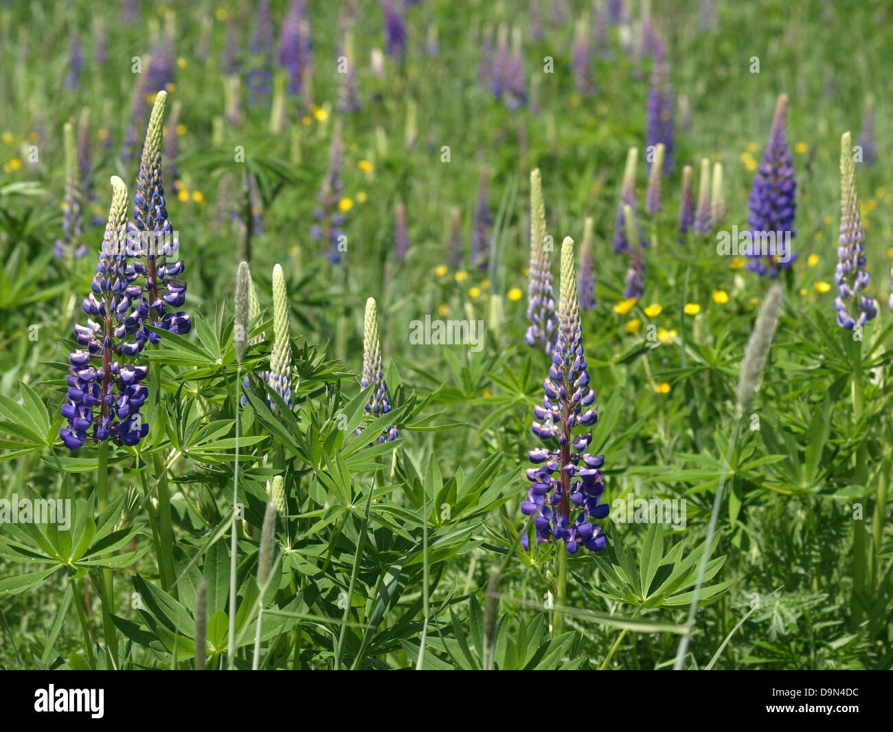 Lupines hi-res stock photography and images - Alamy
