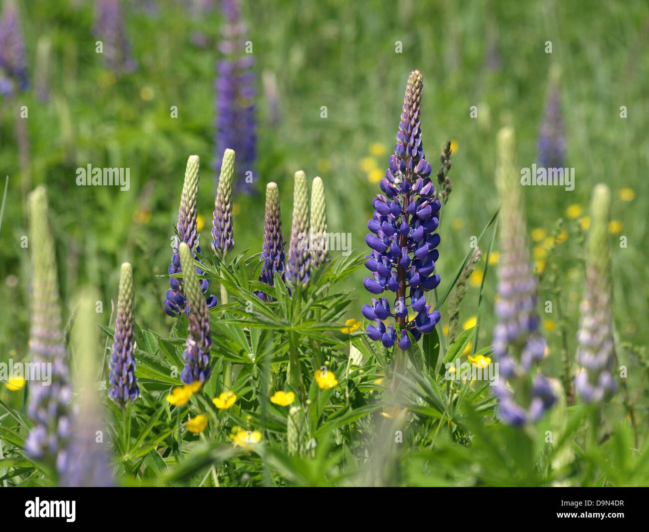 Lupines hi-res stock photography and images - Alamy