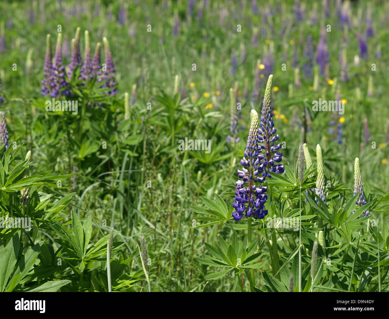 Lupins, lupines / Lupinus / Lupine Stock Photo - Alamy