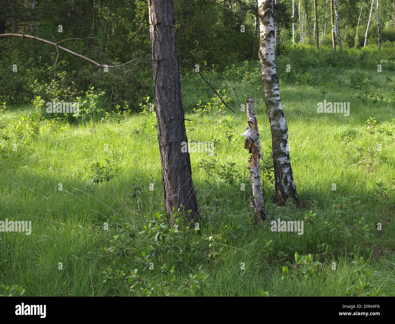 Arrach high moor hi-res stock photography and images - Alamy