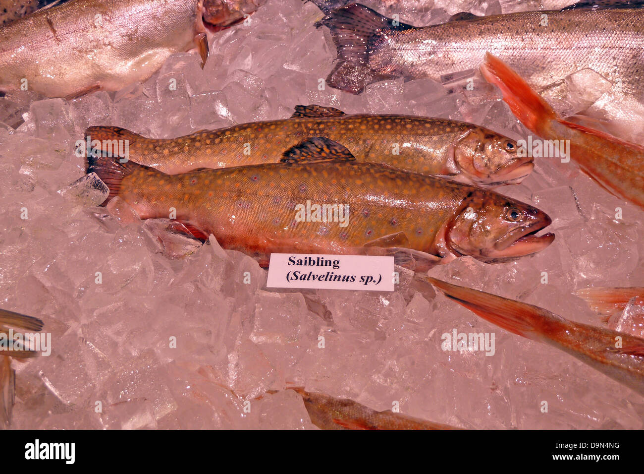 Saibling hi-res stock photography and images - Alamy