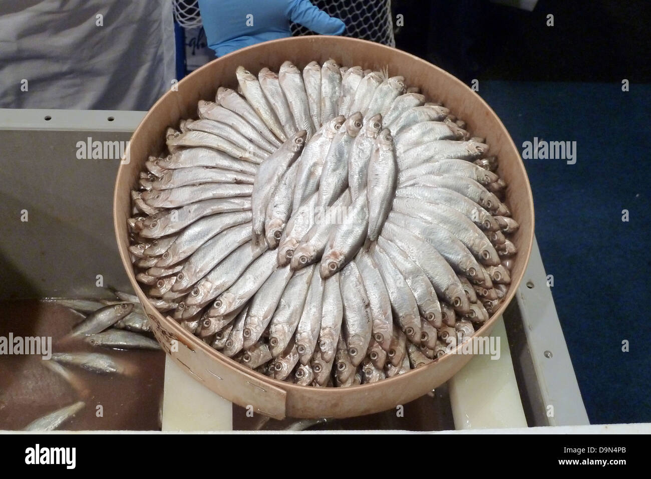 saraghina, sprattus sprattus, sprat Stock Photo - Alamy