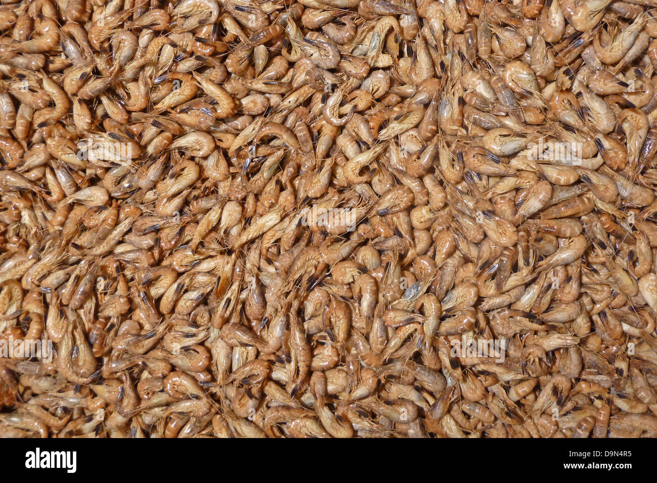 Animal, animals, food, garnet, crabs, sales Stock Photo - Alamy