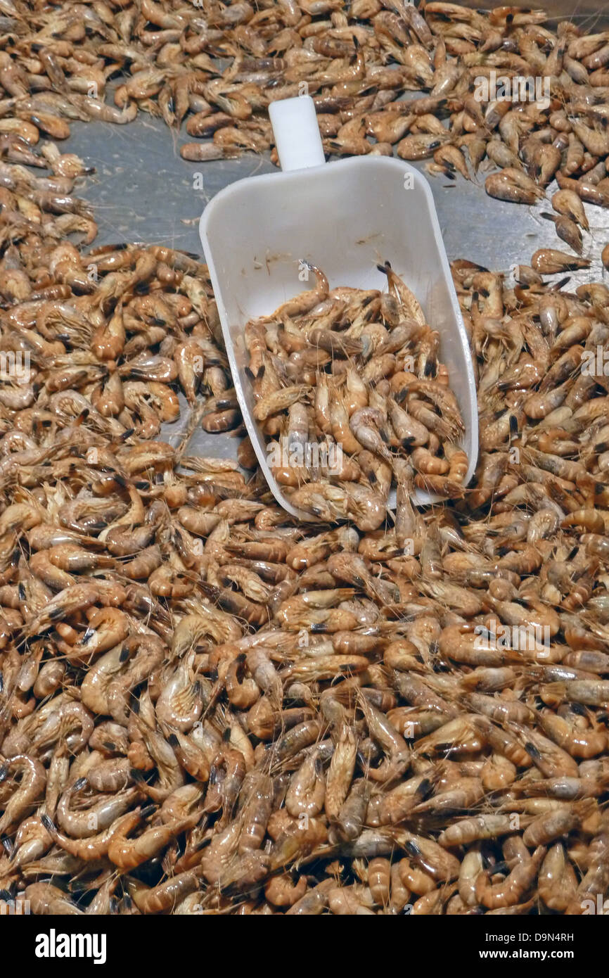 Animal, animals, food, garnet, crabs, sales Stock Photo - Alamy