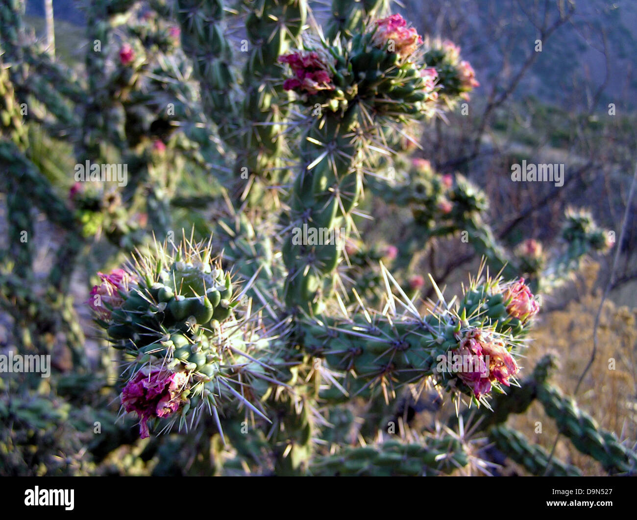 Big Bend National Park in Texas offers stunning views of desert ...