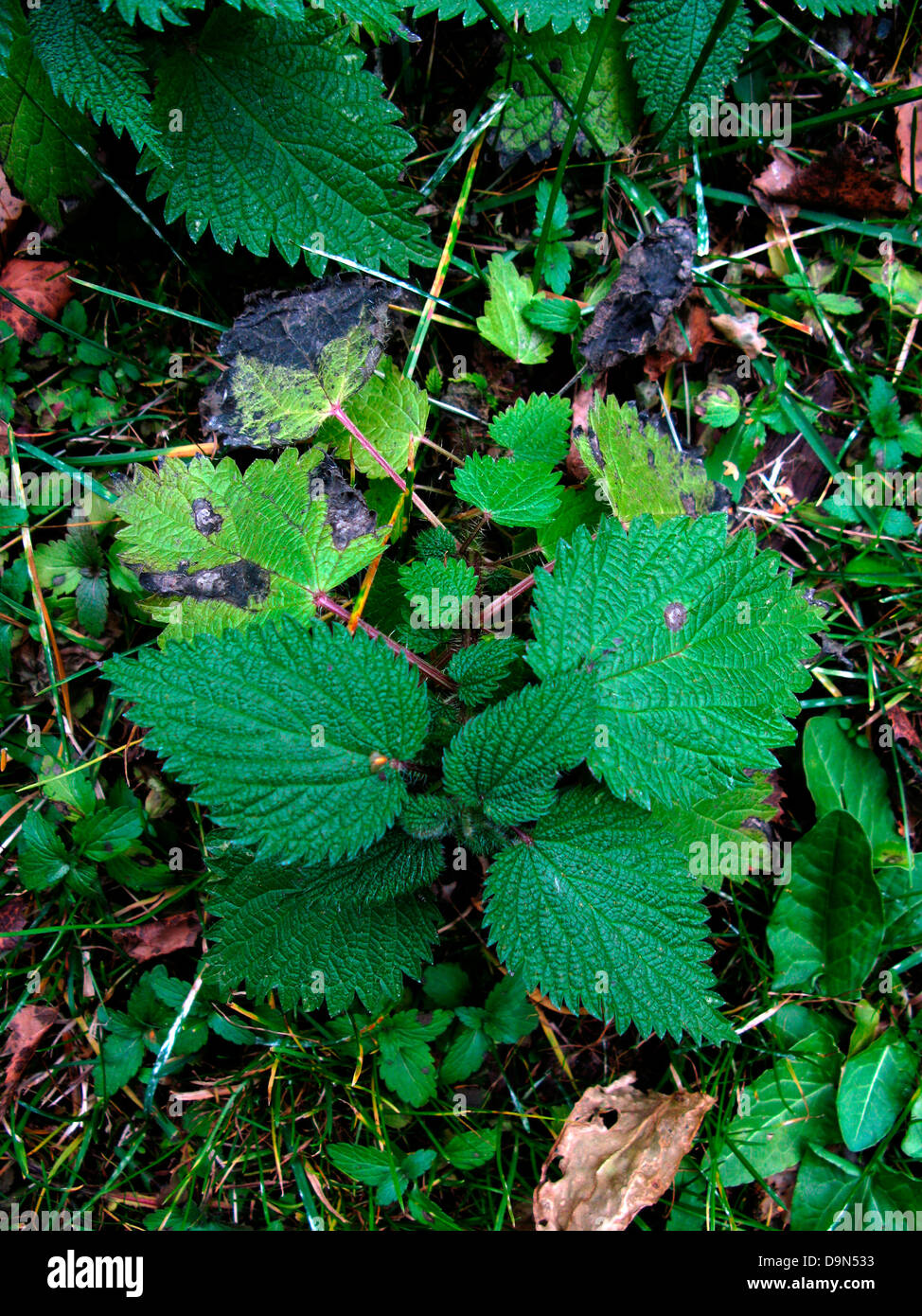 undergrowth in the mountains Stock Photo - Alamy