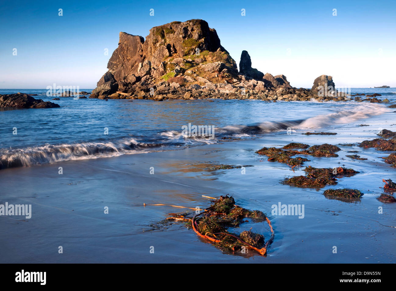 OR01086-00...OREGON - Seaweed and kelp on Rock Beach at the edge of the ...